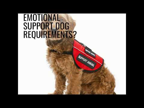 Emotional Support Dog (ESA Dogs) Guide - All You Need To Know!