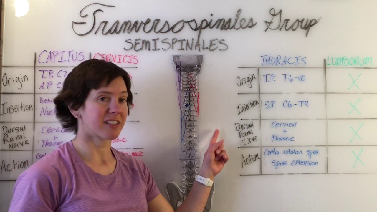 Transversospinales: Semispinales Anatomy