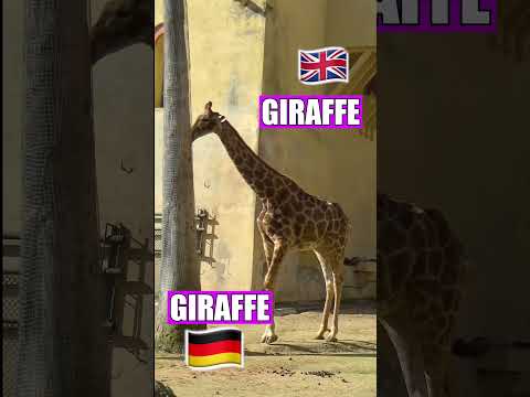 ⭐️ Giraffe ⭐️ English and German #learngerman #englischlernen #shortsviral