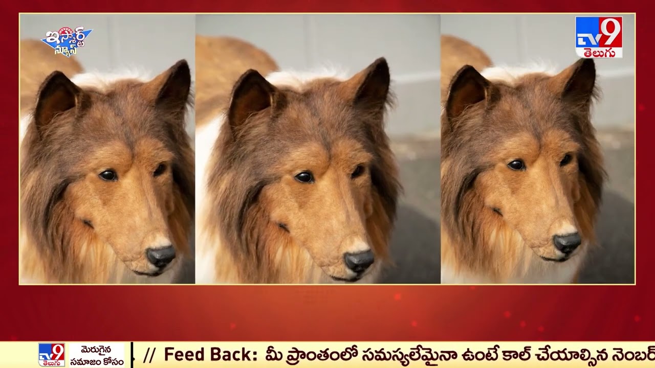 DOG MAN https://tenor.com/bpS4f.gif