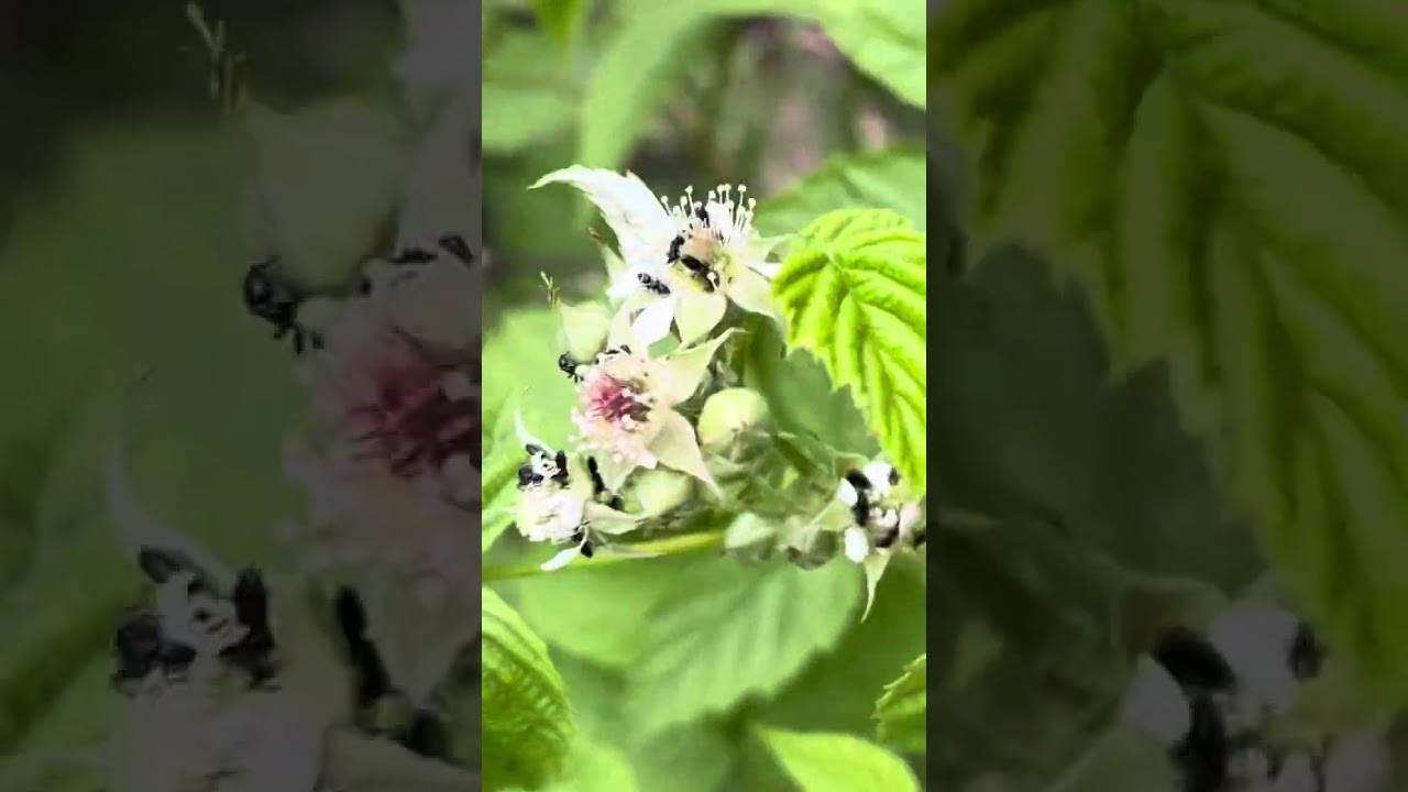 Rubus occidentalis black raspberry native bush to the eastern half of the USA!