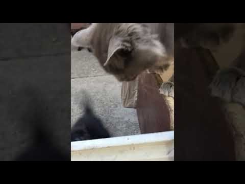 Mother Cat Protects Her Kitten || ViralHog