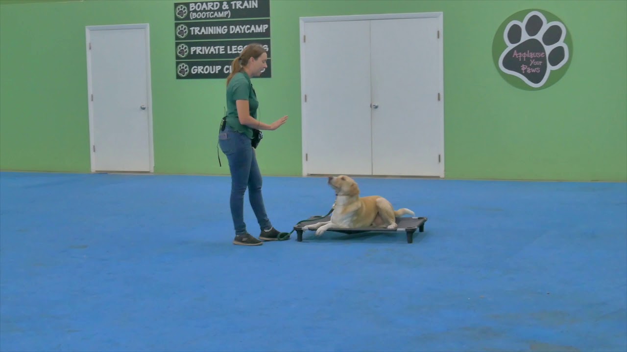 Obedience Commands & Hand Signals