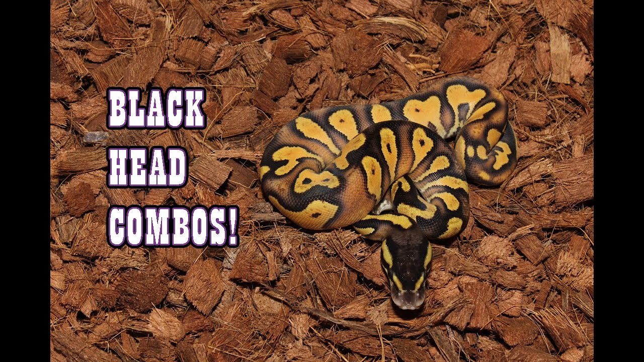 Black Head Ball Python Combos!   Clutch Update