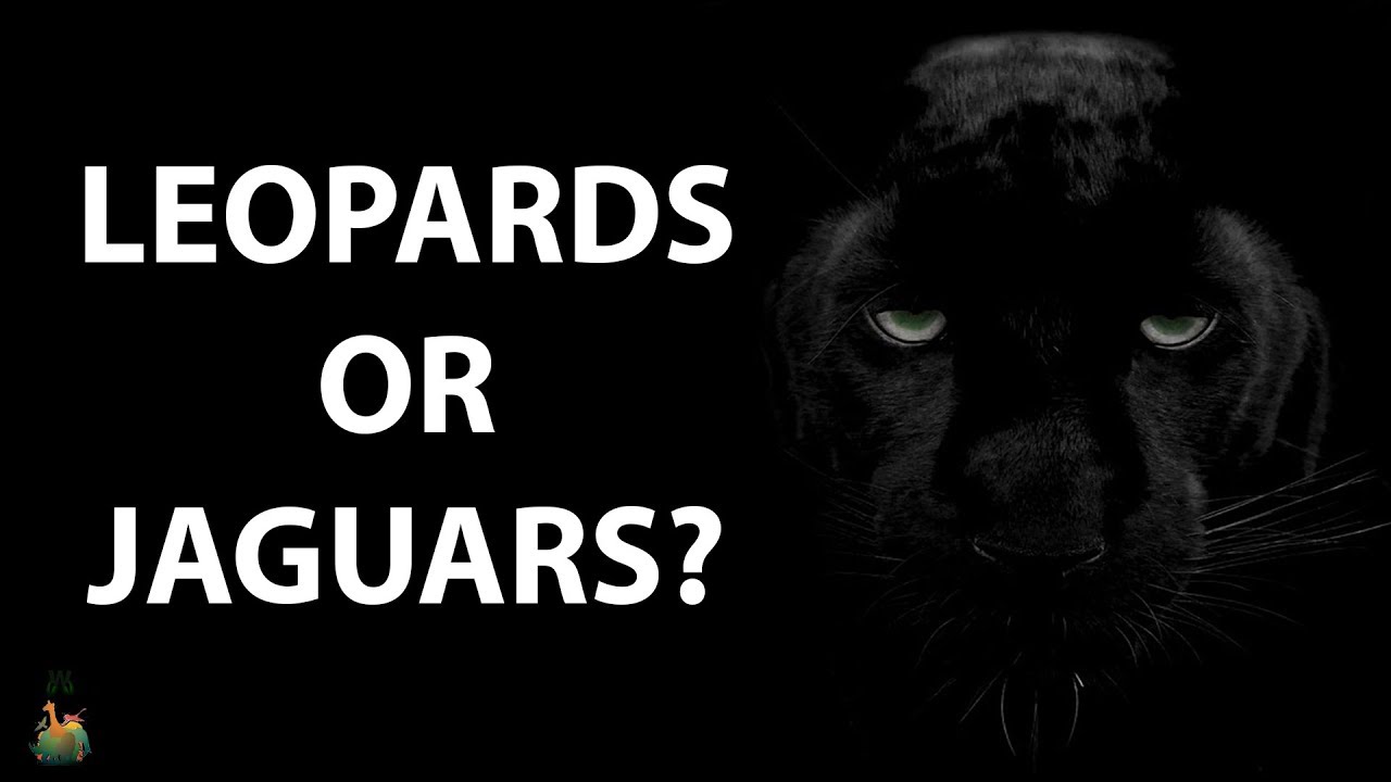 Panthers are actually jaguars or leopards?