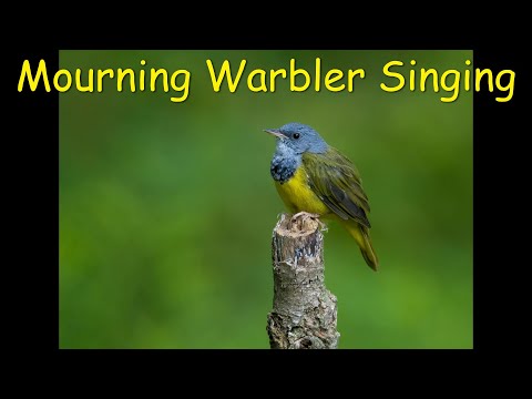 Mourning Warbler Singing