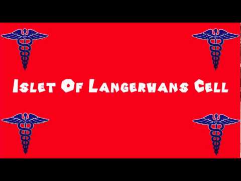 Pronounce Medical Words ― Islet Of Langerhans Cell