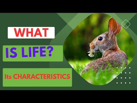 What are the characteristics of life?