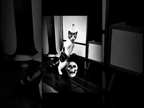 cat's can't act like human ☠️ #trollface #aura #edit