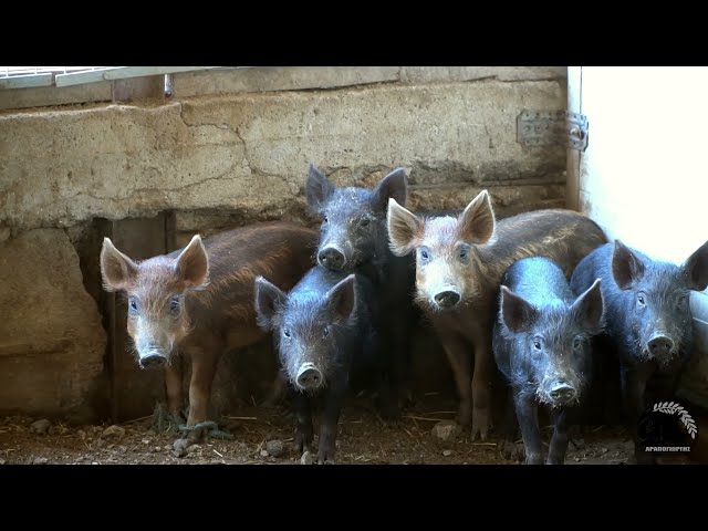 Greek Black Pig – Ελληνικός Μαύρος Χοίρος