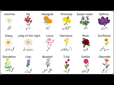 Flower Names in English and Urdu with Pictures - Learn English Vocabulary