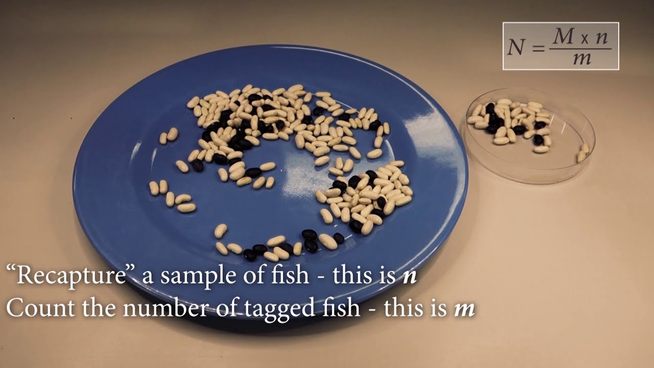 Biology Unit 3: Estimating population size using the Lincoln Index (Capture-Recapture)