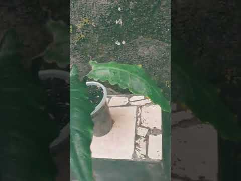 The Alocasia Lauterbachiana