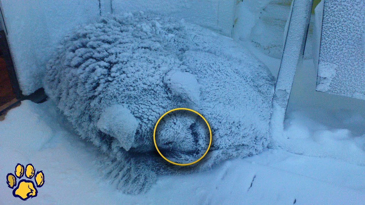 In Freezing Cold Dog Heard Someone Coming as Her Heartbeat Slowed Down ...