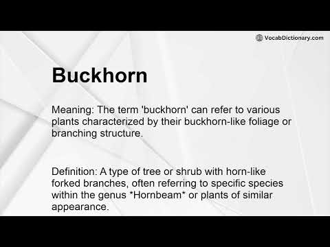 Buckhorn Meaning