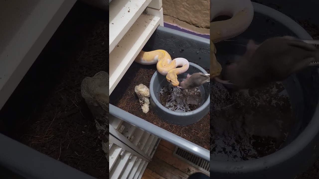 Feeding a young banana pied ball python. #ballpythonmorph #olympusreptiles