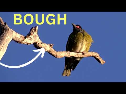 How to pronounce BOUGH