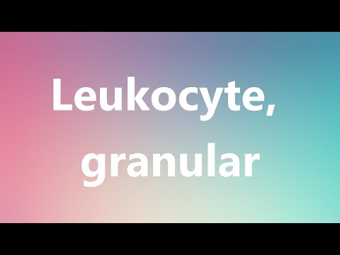 Leukocyte, granular - Medical Definition and Pronunciation