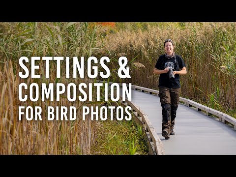 Bird Photography: Better Compositions, Sharper Images & More with Emilie Talpin