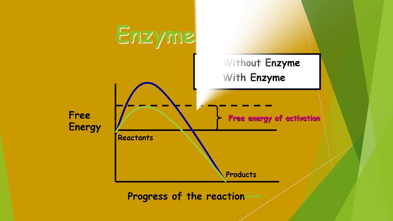 enzyme ppt