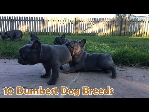 Top 10 Dumbest Dog Breeds
