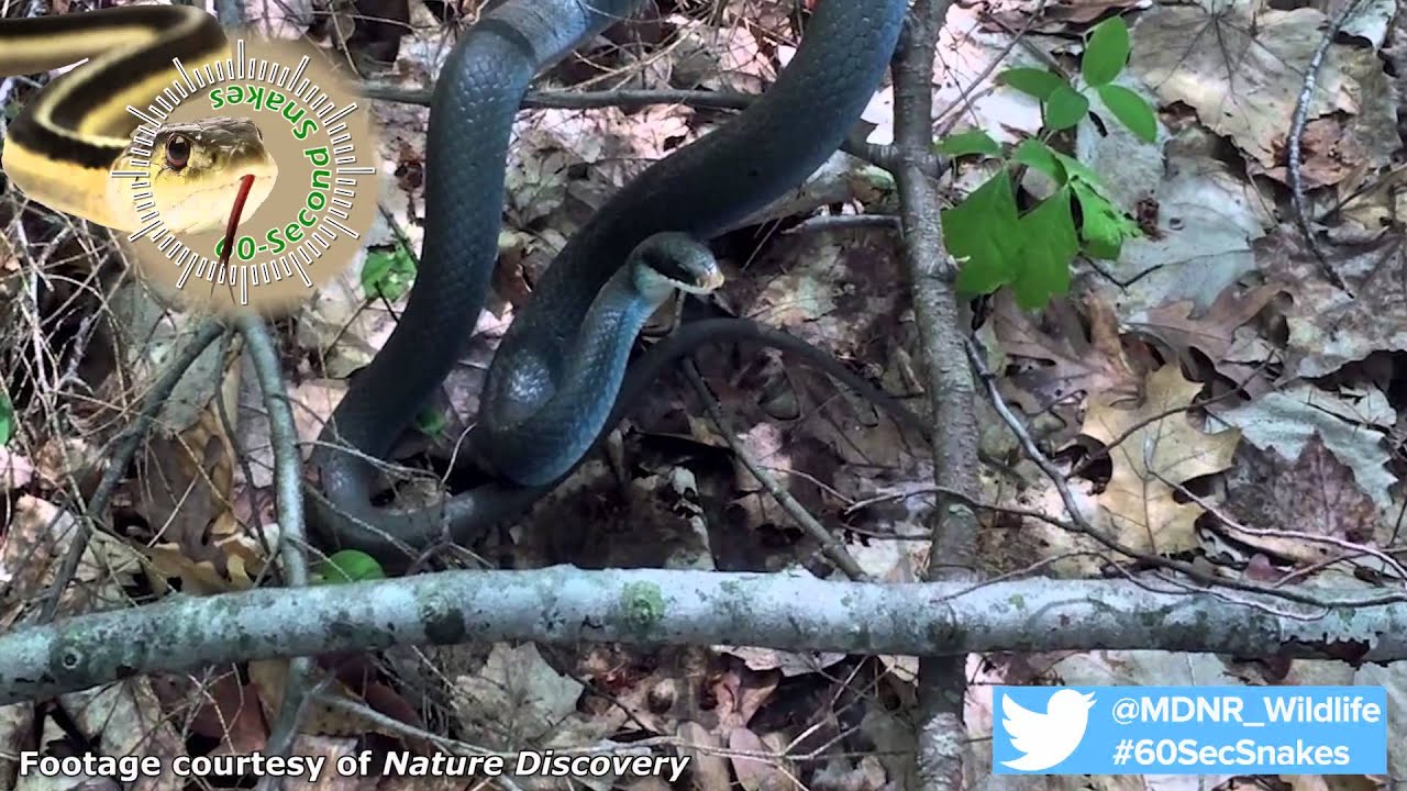 60-Second Snakes: The Blue Racer