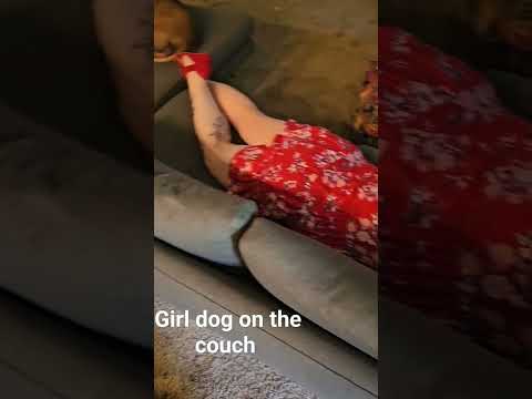 Girl Dog on the couch