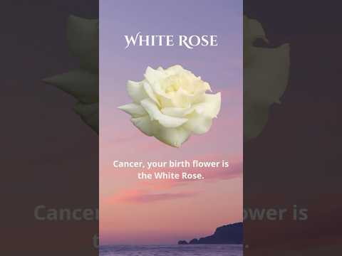 White Rose July Birth Month Symbolic Meaning your birth flower is the White Rose. 🤍Click link