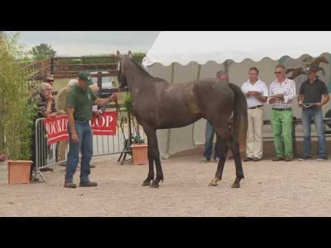 Lot 36 - Docteur Juju - H13 Gris De Gris / Quobalt