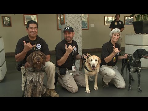 Meet the canines working to keep you safe at the airport
