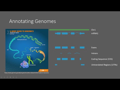 Byte-Size Genome Informatics: General Feature Format 3 (GFF3) Files
