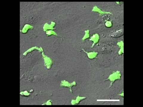 Effector Cells in an Experimental Control Move on Endothelium That Does Not Produce Internal Chemoki