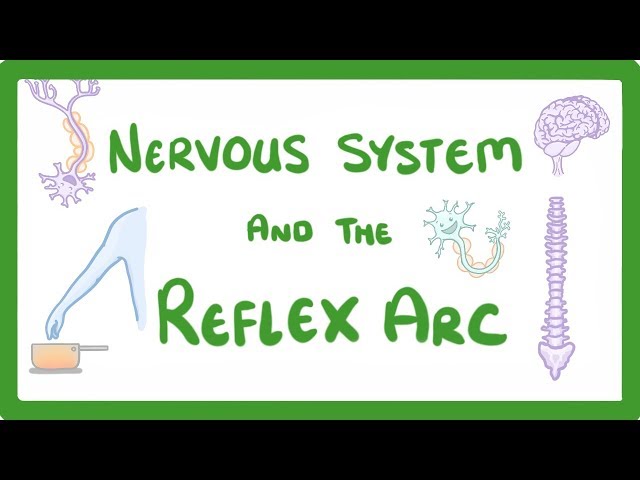 Understanding the Nervous System and Reflex Arc in Humans | Galaxy.ai