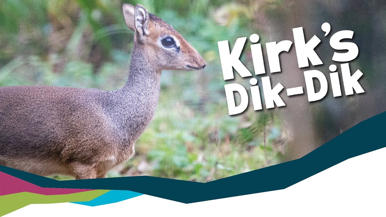 Meet The Kirk's Dik-Dik at Paignton Zoo