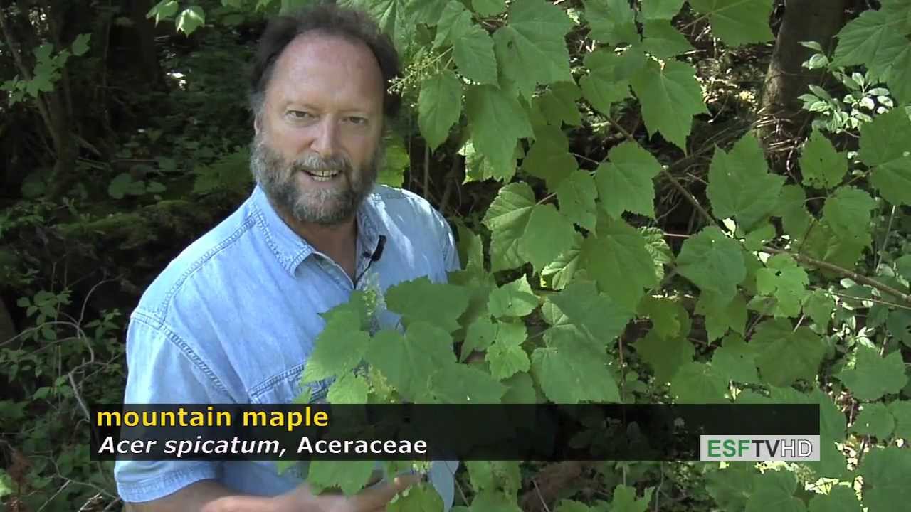 Trees with Don Leopold - mountain maple