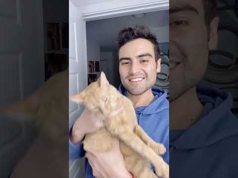 Cat names in spanish #gatos