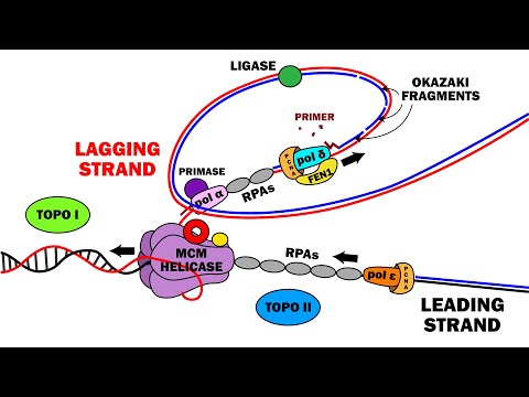 DNA REPLICATION (2/3) - ELONGATION