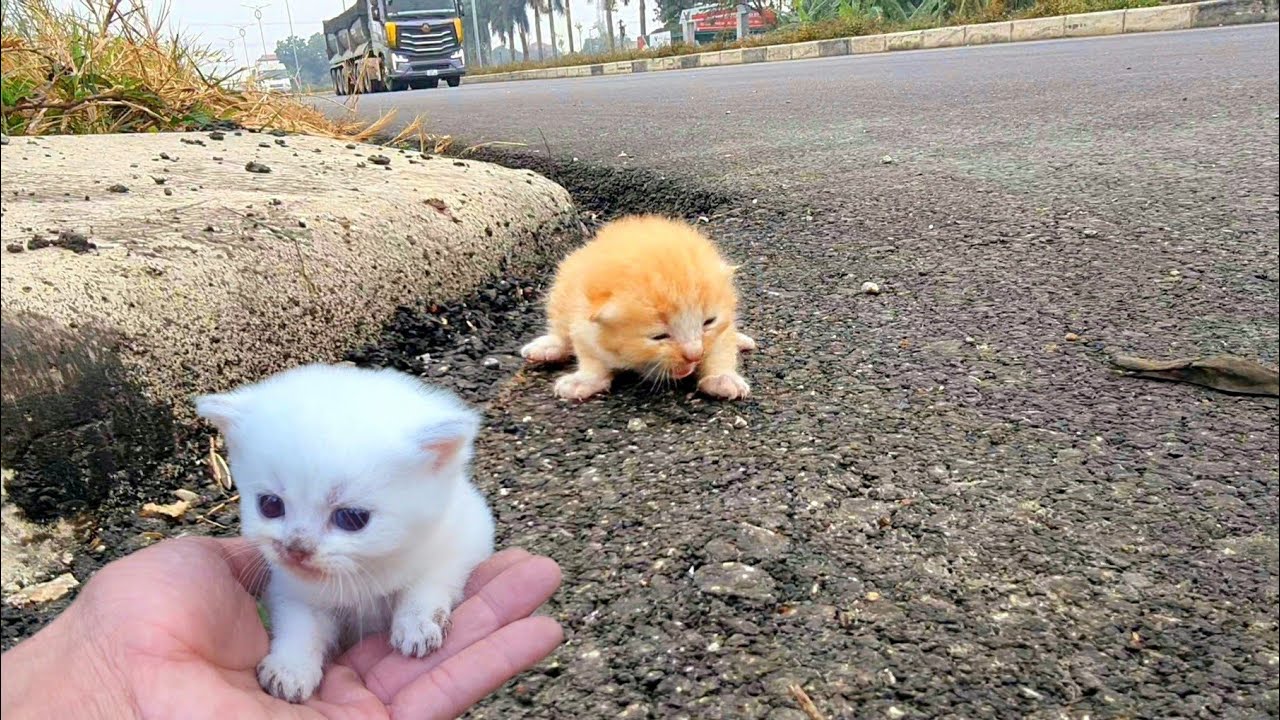 I adopt homeless kittens meowing on the side of the road, small rescued kittens,