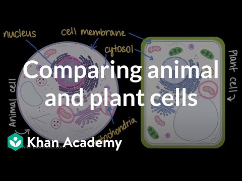 Comparing animal and plant cells (video) | Khan Academy