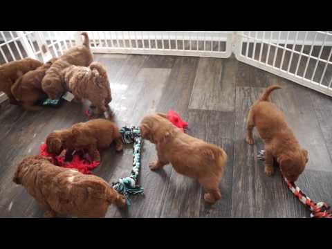 Scarlett's Red Australian Labradoodles @ 4 Weeks!