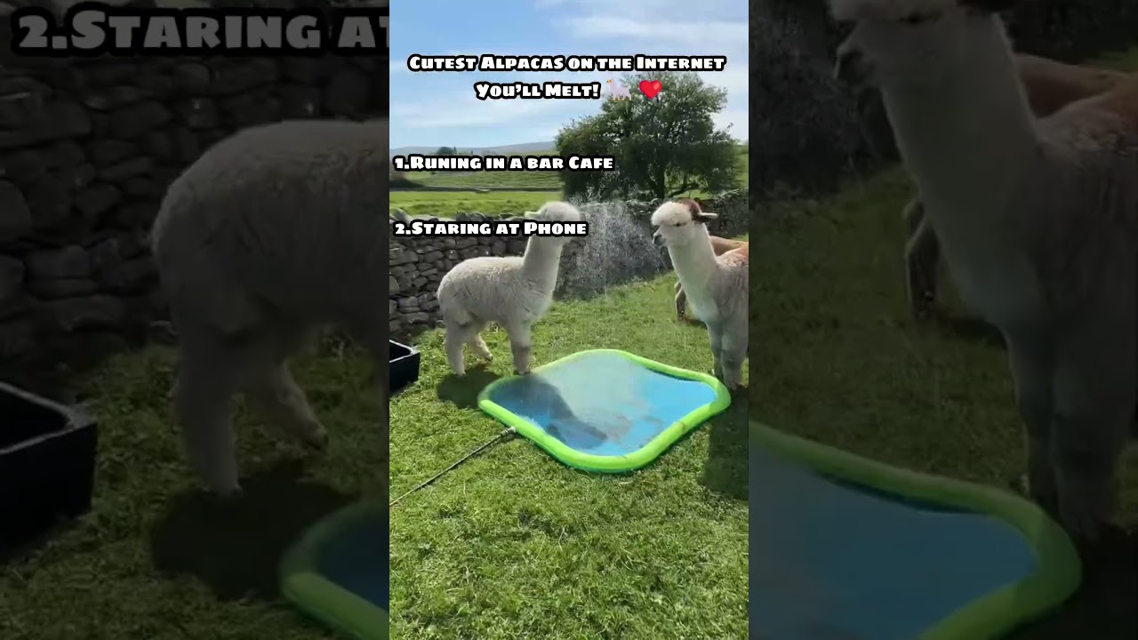Top 5 Cutest Alpacas on the Internet – You’ll Melt! 🦙❤️