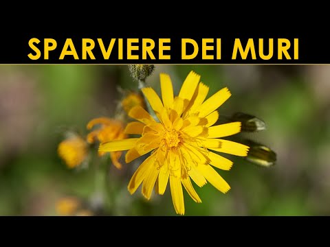VErba Volant - SPARVIERE DEI MURI