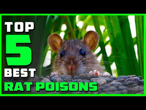 Top 5 Best Rat Poisons Review in 2024 | See This Before You Buy