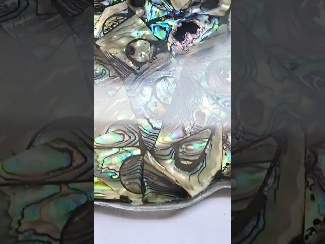Abalone shell mother of pearl - Abalone shell tile Trader - Wholesaler ...
