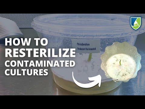 My Philodendron Pedatum Variegated Got Contaminated! | Resterilizing Tissue Cultured Plants