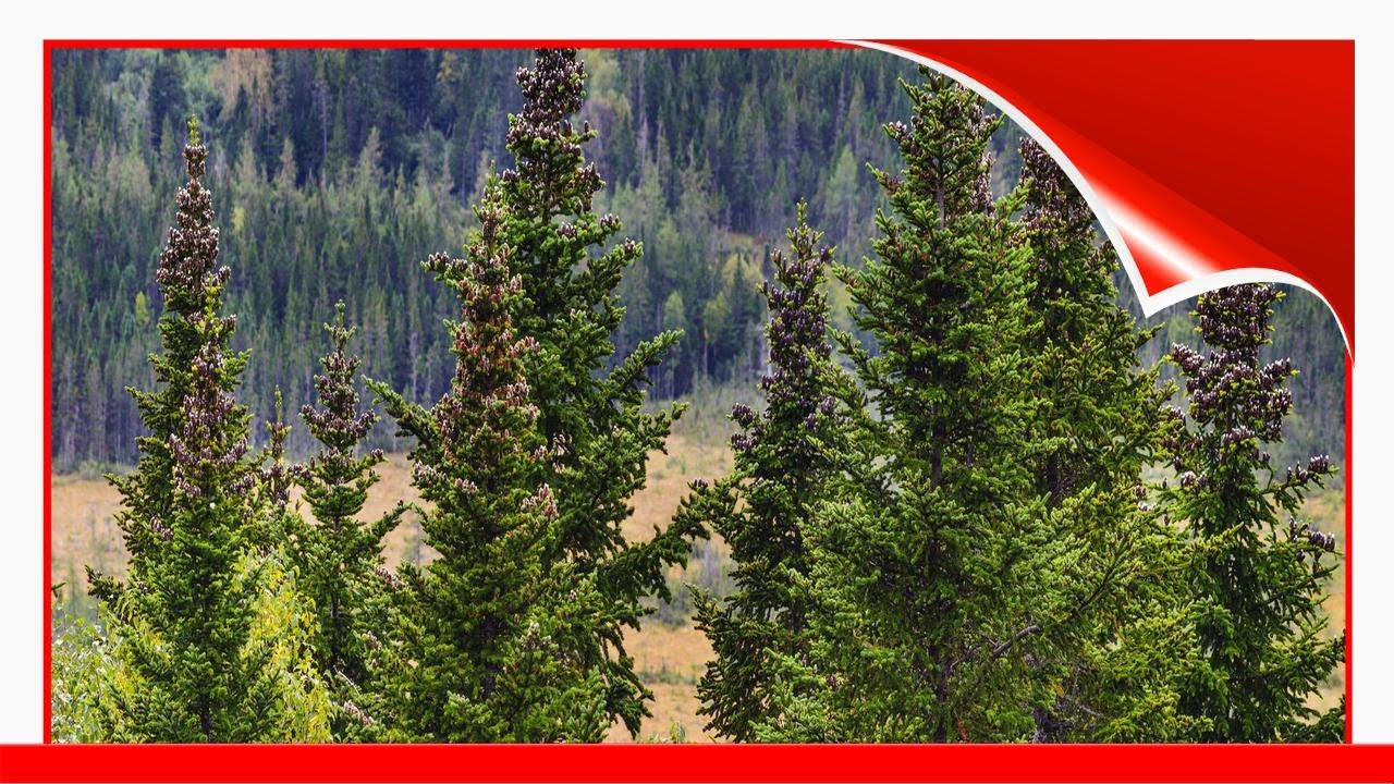 12 Easy-To-Grow Types Of Fir Trees 🛋️