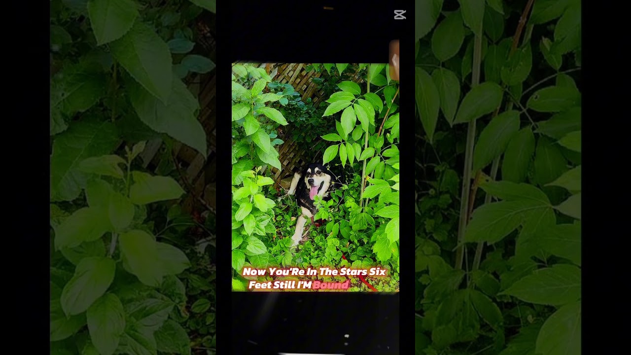 Please help me to get my first plaque “I cry every time I think about him 😭😭😭😭”