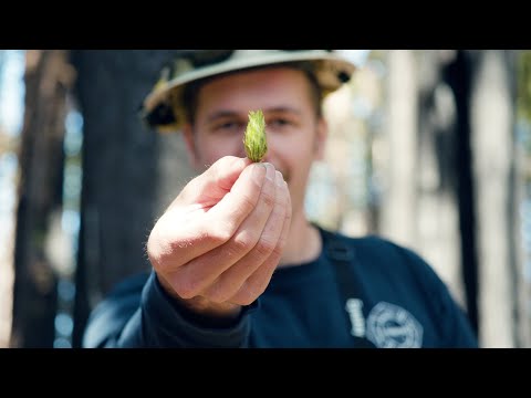 Become a CAL FIRE Forester