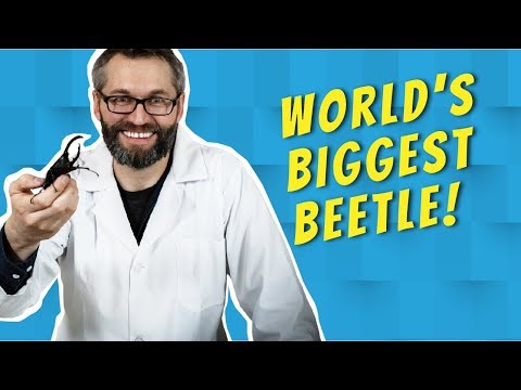 Unboxing Behemoth Beetles | Buggin’ Out