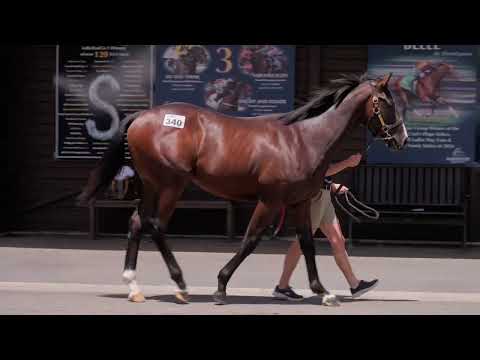 KARAKA 2025 - LOT 340 VANBRUGH x SUPREME, BAY COLT $100,000